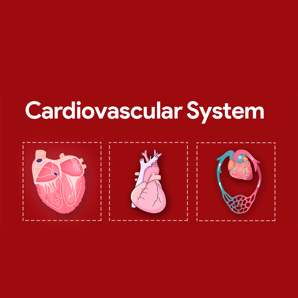 Perbezaan antara Penyakit Kardiovaskular dan Penyakit Jantung